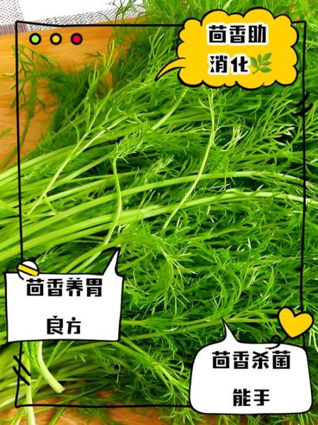 野茴香的功效与作用_野茴香怎么吃效果最好-第3张图片-山城妙识 野茴香的功效与作用_野茴香怎么吃效果最好-第3张图片-山城妙识