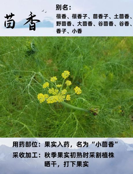 野茴香的功效与作用_野茴香怎么吃效果最好-第2张图片-山城妙识 野茴香的功效与作用_野茴香怎么吃效果最好-第2张图片-山城妙识