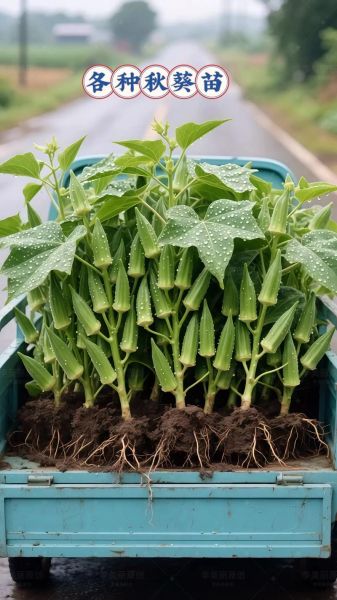 红秋葵和黄秋葵哪个好_区别与营养对比-第1张图片-山城妙识