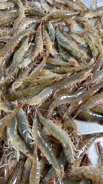 虾图片大全高清_虾的种类有哪些-第1张图片-山城妙识