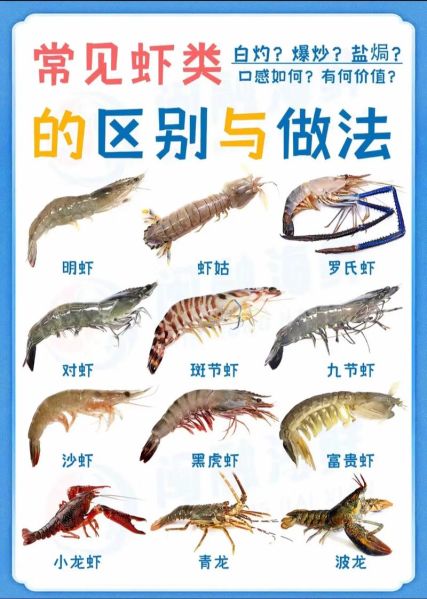 虾图片大全高清_虾的种类有哪些-第2张图片-山城妙识