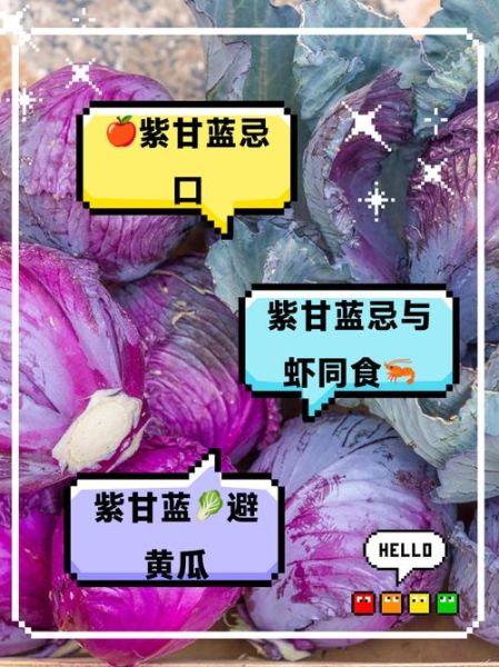 紫甘蓝不能和什么一起吃_紫甘蓝最佳搭配有哪些-第1张图片-山城妙识 紫甘蓝不能和什么一起吃_紫甘蓝最佳搭配有哪些-第1张图片-山城妙识