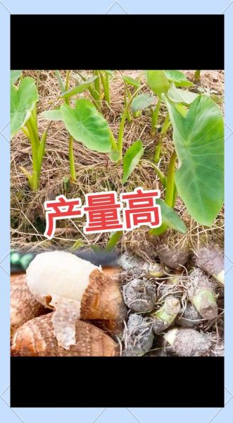 广西荔浦芋头什么时候上市_荔浦芋头上市时间-第2张图片-山城妙识