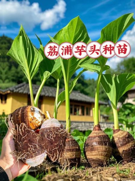 广西荔浦芋头什么时候上市_荔浦芋头上市时间-第3张图片-山城妙识