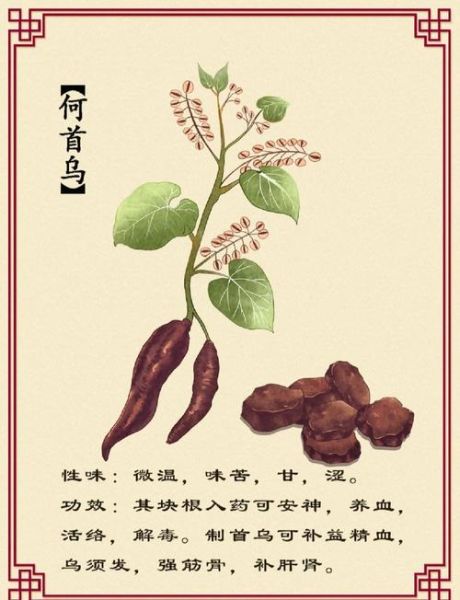 首乌的功效与作用吃法_何首乌怎么吃最好-第1张图片-山城妙识 首乌的功效与作用吃法_何首乌怎么吃最好-第1张图片-山城妙识