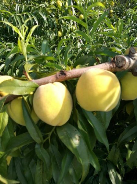 黄桃图库污是什么_如何安全访问黄桃图库污-第2张图片-山城妙识 黄桃图库污是什么_如何安全访问黄桃图库污-第2张图片-山城妙识