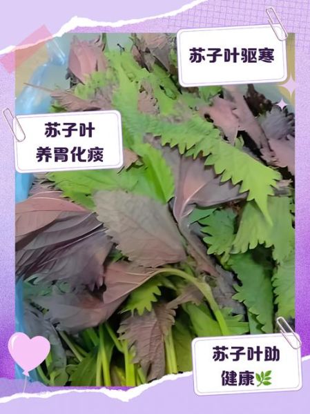 苏子叶不适合哪些人吃_孕妇能吃苏子叶吗-第2张图片-山城妙识 苏子叶不适合哪些人吃_孕妇能吃苏子叶吗-第2张图片-山城妙识