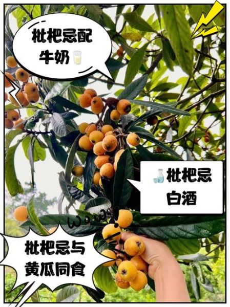枇杷不能和什么一起吃_枇杷相克食物有哪些-第3张图片-山城妙识 枇杷不能和什么一起吃_枇杷相克食物有哪些-第3张图片-山城妙识