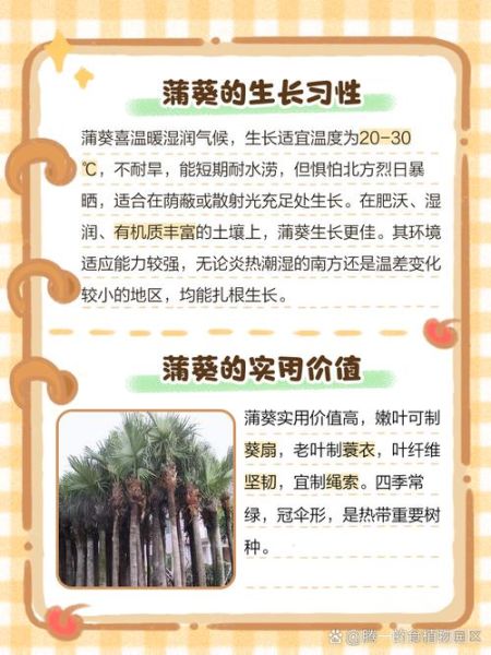 蒲葵怎么养_蒲葵耐寒吗-第1张图片-山城妙识