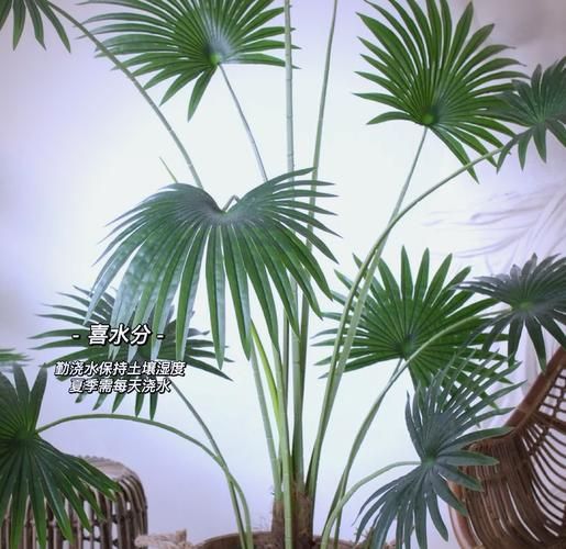 蒲葵怎么养_蒲葵耐寒吗-第2张图片-山城妙识