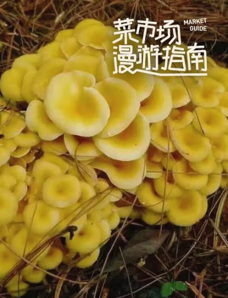鸡油菌的功效与作用_鸡油菌怎么吃最好-第2张图片-山城妙识