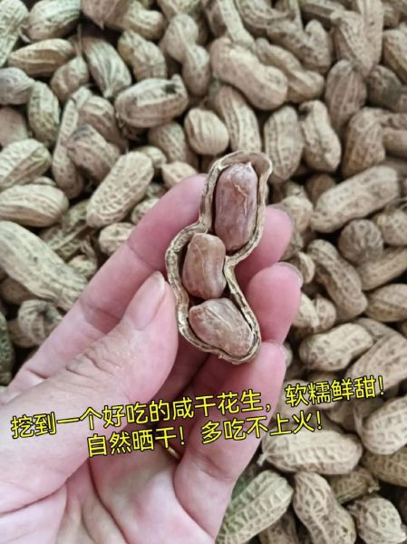 花生吃多了会怎样_会上火吗-第3张图片-山城妙识 花生吃多了会怎样_会上火吗-第3张图片-山城妙识