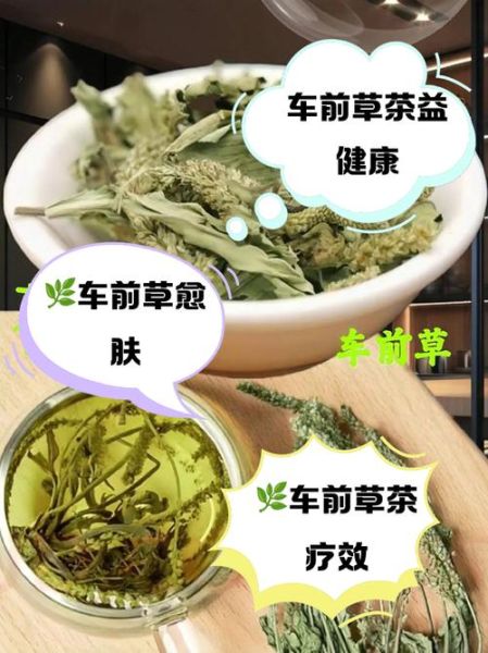 车前草能治疗痛风吗_车前草降尿酸怎么用-第1张图片-山城妙识 车前草能治疗痛风吗_车前草降尿酸怎么用-第1张图片-山城妙识