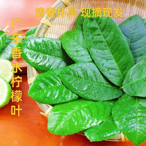 柠檬叶子图片_如何辨别真假-第2张图片-山城妙识