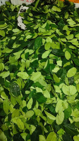 柠檬叶子图片_如何辨别真假-第1张图片-山城妙识