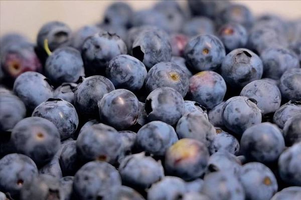 每天吃一把蓝莓坚持一年_身体会发生什么变化-第2张图片-山城妙识