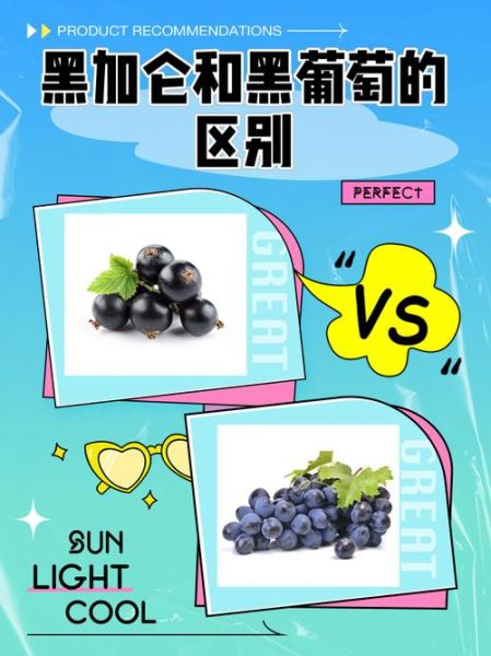 黑加仑是葡萄还是提子_黑加仑和葡萄的区别-第1张图片-山城妙识 黑加仑是葡萄还是提子_黑加仑和葡萄的区别-第1张图片-山城妙识