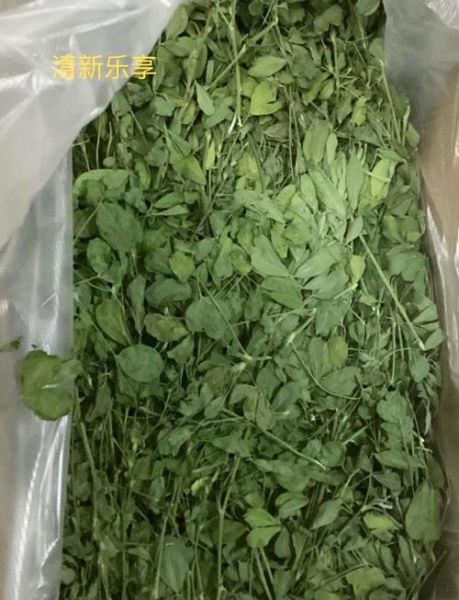 牛为什么不能吃苜蓿草_苜蓿草对牛的危害-第3张图片-山城妙识 牛为什么不能吃苜蓿草_苜蓿草对牛的危害-第3张图片-山城妙识
