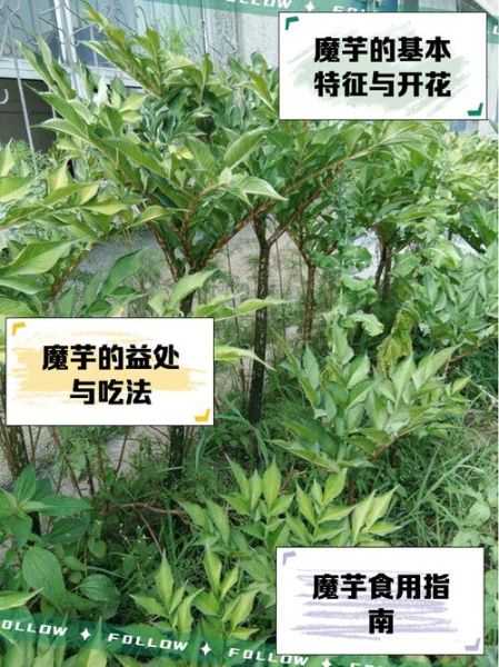 魔芋的功效与作用有哪些_魔芋怎么吃减肥效果最好-第3张图片-山城妙识