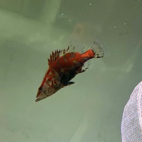 鳜鱼多少钱一斤_鳜鱼价格行情最新价-第1张图片-山城妙识