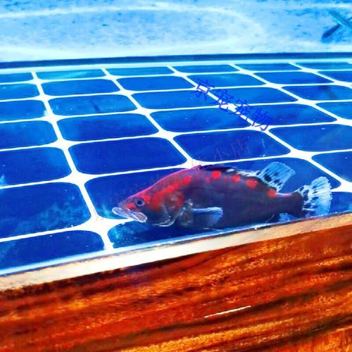 鳜鱼多少钱一斤_鳜鱼价格行情最新价-第3张图片-山城妙识