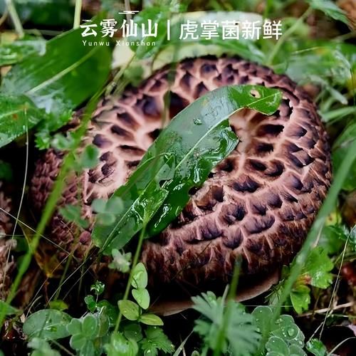 黑虎掌菌炖汤的做法_黑虎掌菌炖汤怎么做好喝-第2张图片-山城妙识 黑虎掌菌炖汤的做法_黑虎掌菌炖汤怎么做好喝-第2张图片-山城妙识
