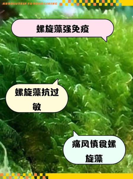 螺旋藻片哪些人不能吃_禁忌人群全解析-第2张图片-山城妙识 螺旋藻片哪些人不能吃_禁忌人群全解析-第2张图片-山城妙识