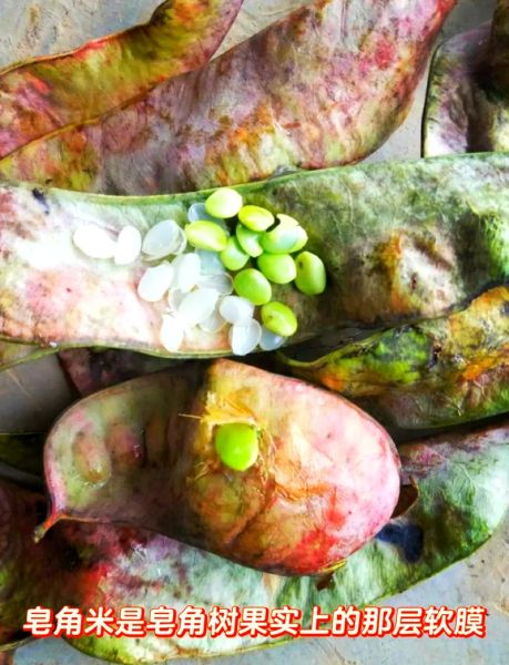 皂角米图片真实图片_皂角米真假辨别方法-第1张图片-山城妙识 皂角米图片真实图片_皂角米真假辨别方法-第1张图片-山城妙识