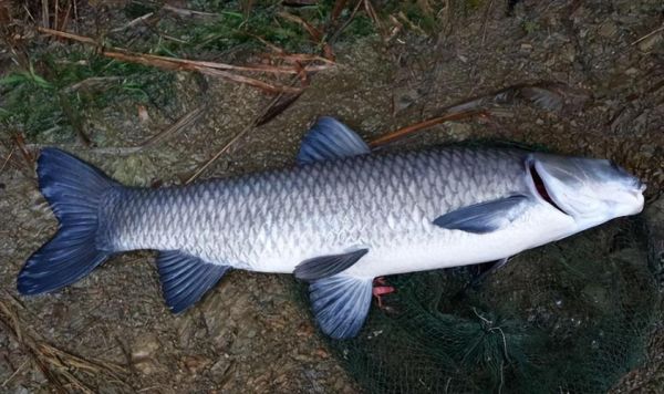 最大青鱼图片_最大青鱼有多大-第1张图片-山城妙识