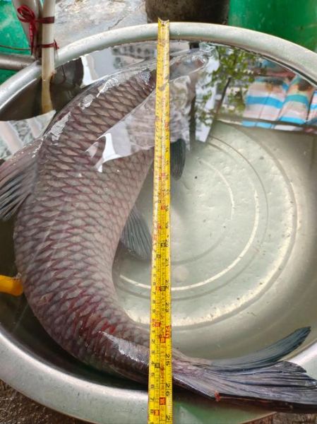 最大青鱼图片_最大青鱼有多大-第3张图片-山城妙识