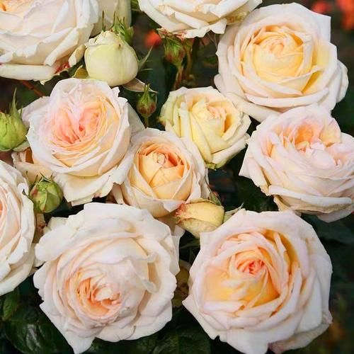 茴香酒夫人是谁_茴香酒夫人品牌故事-第1张图片-山城妙识