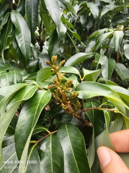 花姑娘是什么花_花姑娘植物养护技巧-第1张图片-山城妙识