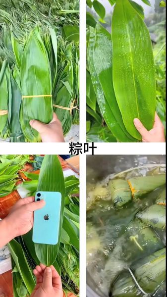 包粽子需要哪些材料_粽子叶选哪种最好-第3张图片-山城妙识