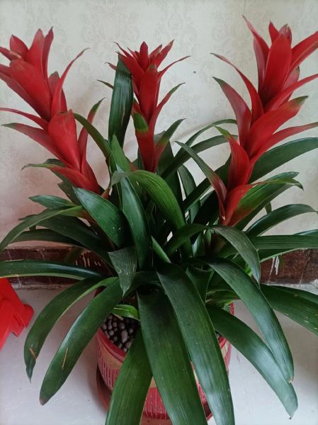 花姑娘是什么花_花姑娘植物养护技巧-第2张图片-山城妙识