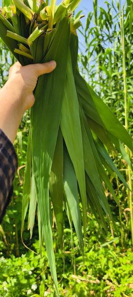包粽子需要哪些材料_粽子叶选哪种最好-第1张图片-山城妙识