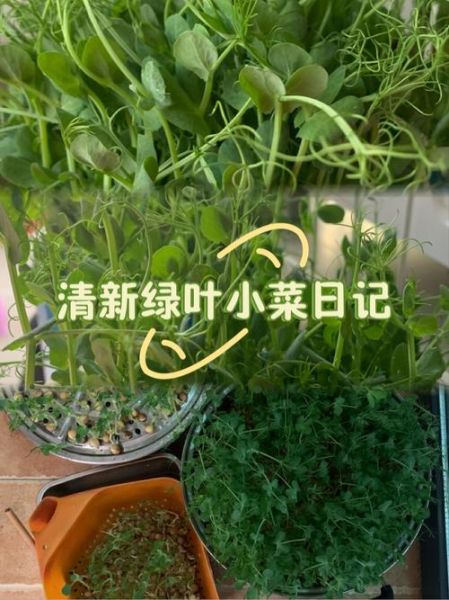 豌豆苗图片_豌豆苗怎么种-第1张图片-山城妙识 豌豆苗图片_豌豆苗怎么种-第1张图片-山城妙识