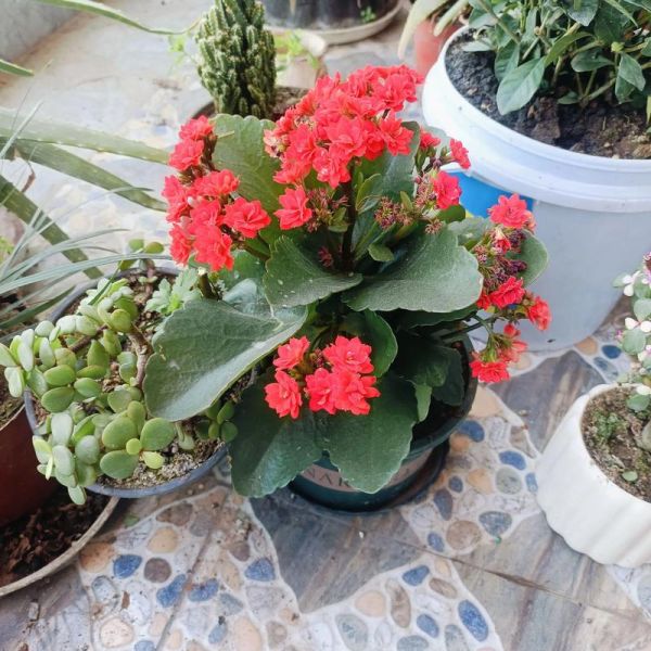 花姑娘是什么花_花姑娘植物养护技巧-第3张图片-山城妙识