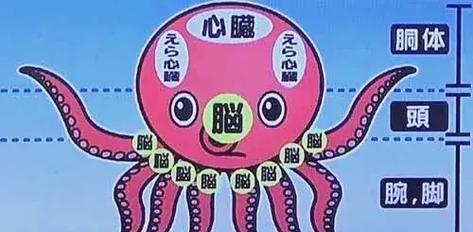 八爪鱼内脏图解_哪些部位能吃-第1张图片-山城妙识