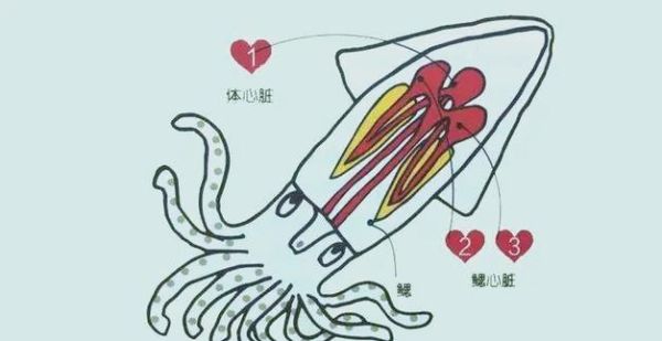 八爪鱼内脏图解_哪些部位能吃-第2张图片-山城妙识