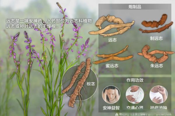 炙远志的功效与作用_炙远志怎么吃效果最好-第2张图片-山城妙识 炙远志的功效与作用_炙远志怎么吃效果最好-第2张图片-山城妙识