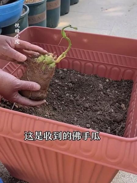 佛手瓜发芽了怎么种_佛手瓜发芽后多久能移栽-第1张图片-山城妙识