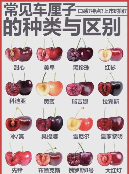 车厘子和樱桃的营养价值一样吗_区别在哪-第1张图片-山城妙识