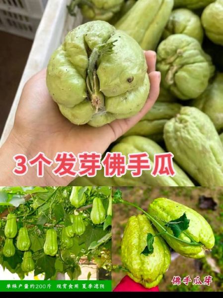 佛手瓜发芽了怎么种_佛手瓜发芽后多久能移栽-第2张图片-山城妙识