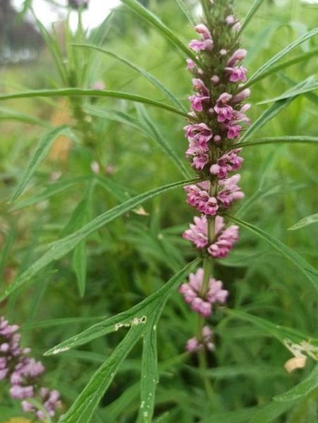 益母草长什么样_路边野生益母草能吃吗-第1张图片-山城妙识