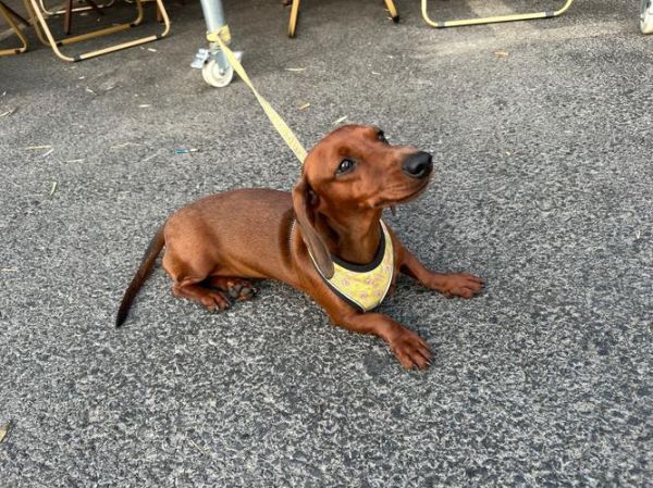 腊肠犬什么颜色价格高_稀有毛色排行榜-第1张图片-山城妙识 腊肠犬什么颜色价格高_稀有毛色排行榜-第1张图片-山城妙识