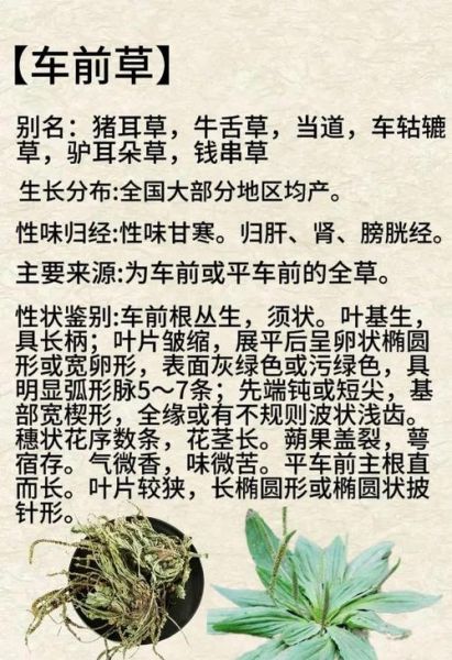 车前草长什么样_车前草图片怎么识别-第1张图片-山城妙识