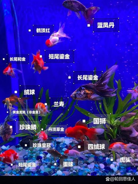 热带鱼能和金鱼一起养吗_混养注意事项-第1张图片-山城妙识