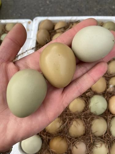 七彩山鸡蛋多少钱一斤_七彩山鸡蛋营养价值-第2张图片-山城妙识 七彩山鸡蛋多少钱一斤_七彩山鸡蛋营养价值-第2张图片-山城妙识