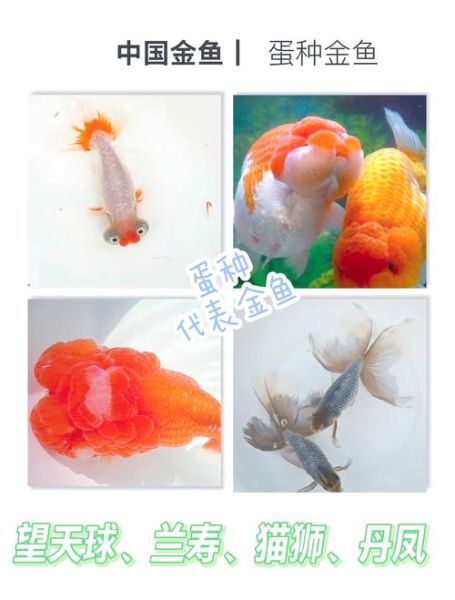 金鱼图片大全可爱_怎么挑选最萌品种-第3张图片-山城妙识 金鱼图片大全可爱_怎么挑选最萌品种-第3张图片-山城妙识