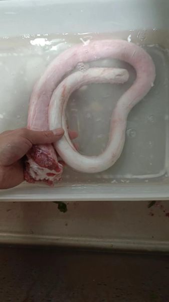 牛鞭为什么那么长_牛鞭长度受什么影响-第2张图片-山城妙识 牛鞭为什么那么长_牛鞭长度受什么影响-第2张图片-山城妙识